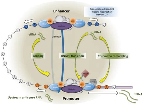 Architectural And Functional Commonalities Between Enhancers And