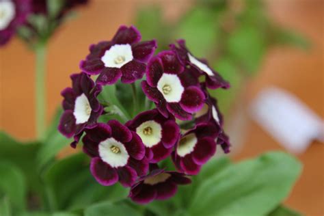 How To Grow Primula Auricula 6 Steps Indoors And Outdoors
