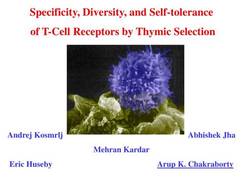 Ppt Specificity Diversity And Self Tolerance Of T Cell Receptors By Thymic Selection