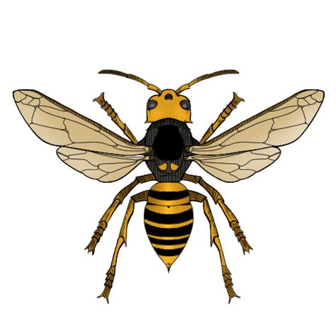 スズメバチ イラストノーカ