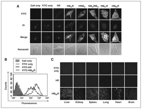 antitumor activity of cell permeable runx3 protein in gastric cancer