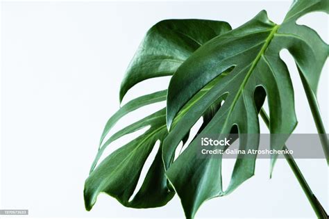 흰색 배경에 트렌디 한 식물 몬스터 하우스 플랜트 열대 몬스터 델리시오사 흰색 배경에 대한 스톡 사진 및 기타 이미지 흰색 배경 리아나 흰색 Istock
