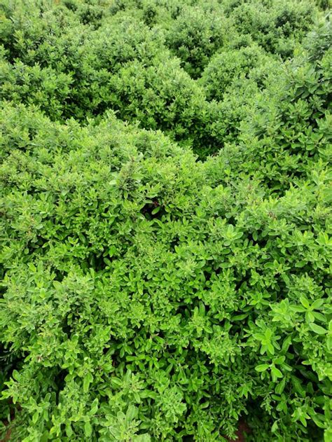 경치 경치가 좋은 고요한 관목 관목 숲 나뭇잎 녹색 녹색 풍경 녹지 덤불 덤불 같은 식물 무성한 무성한 단풍 생태학의 선명한 식물 식물 생활