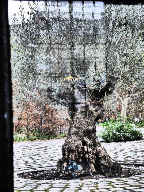 Premium Photo Plants Growing On Tree Trunk