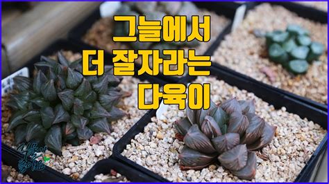 그늘에서 더 잘자라고 더 예쁘게 키울수 있는 다육식물 소개해드려요 Youtube