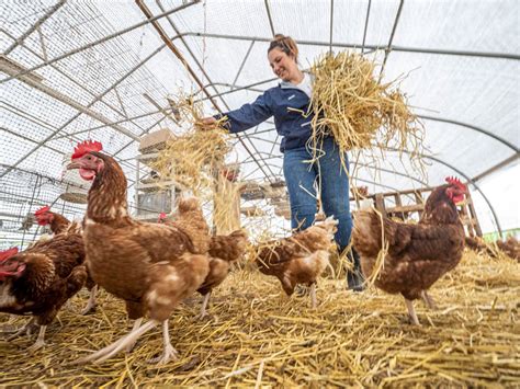 Organic Farming Chickens