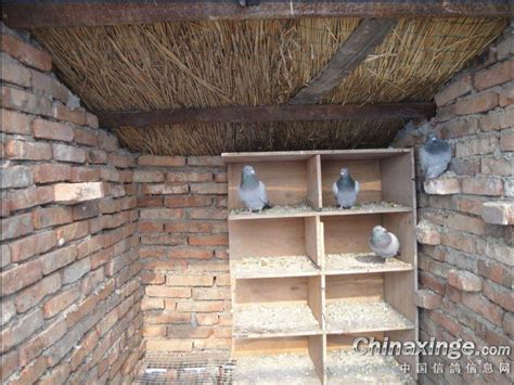 最实用的鸽舍 中国信鸽信息网相册