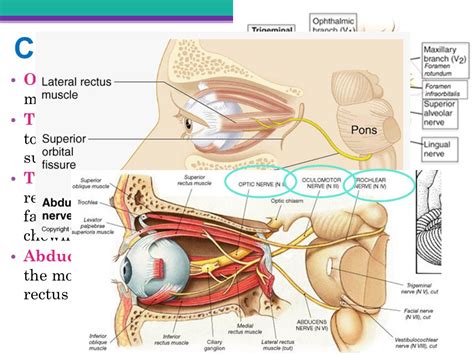 The Nervous System Chapters 10 And Ppt Video Online Download