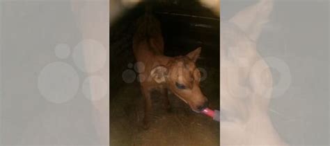 Продам бычков купить в Суксуне Животные и зоотовары Авито