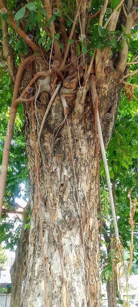 The Angsana Tree With A Unique Texture Has An Abstract And Antique Artistic Value Stock Image