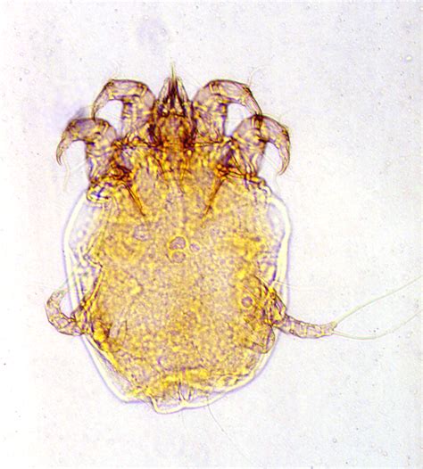 Psoroptes Cuniculi