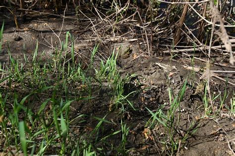 Frog Grass Water Free Photo On Pixabay Pixabay