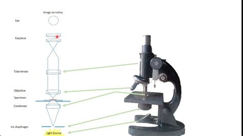 Optical Microscope Diagram