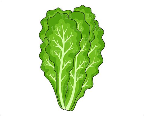 Romaine Lettuce Illustration Fresh And Crisp Leafy Green 161325