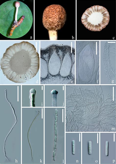 Frontiers Three Novel Entomopathogenic Fungi From China And Thailand