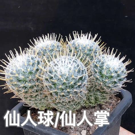 仙人球 仙人掌｜植物盆栽及園藝用品專門店｜森流 Greenflow 森流 Greenflow 動植物造景專門店
