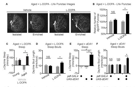 Figure 3 From Genetic Rescue Of Functional Senescence In Synaptic And Behavioral Plasticity