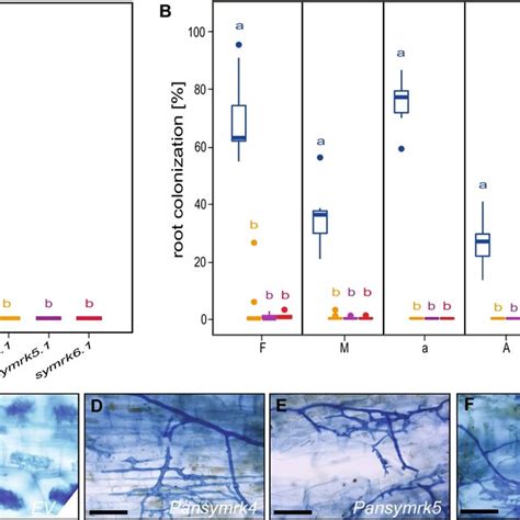 Parasponia Symrk 5 Mutant Trans Complementation Of Root Nodule