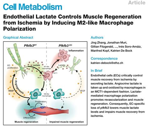 绘谱导读︱6月代谢组学文献精选 肿瘤细胞 氨基酸代谢 非靶向代谢 脂质 多组学代谢流检测分析 脂肪酸定量 肠道微生物菌群检测 麦特绘谱