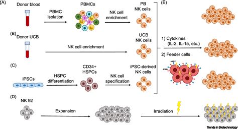 Process Engineering Of Natural Killer Cell Based Immunotherapy Trends