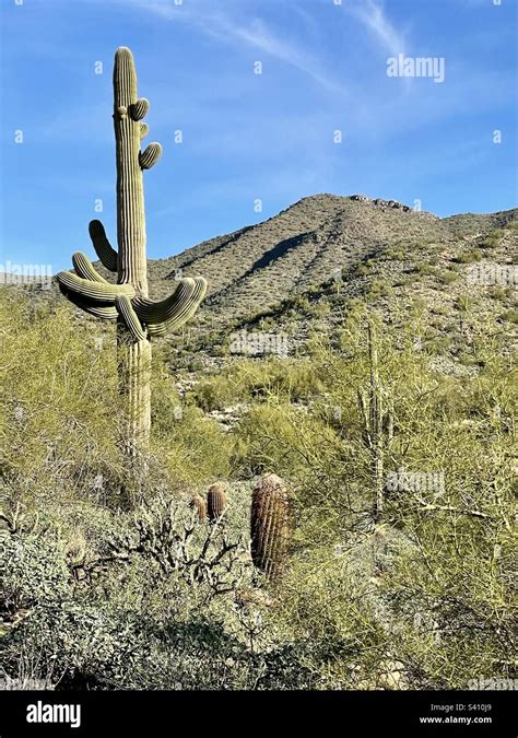 Just A Beautiful January Day Hiking In The Sonoran Desert Preserve Brilliant Blue Skies Wispy
