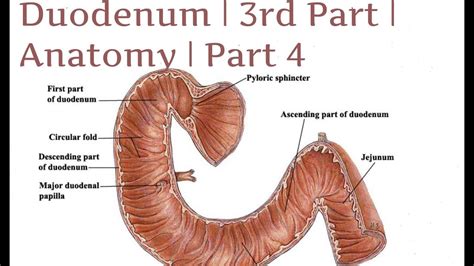 Duodenum 3rd Part Anatomy Part 4 Youtube
