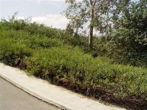 Hillside Erosion Control Landscaping Network