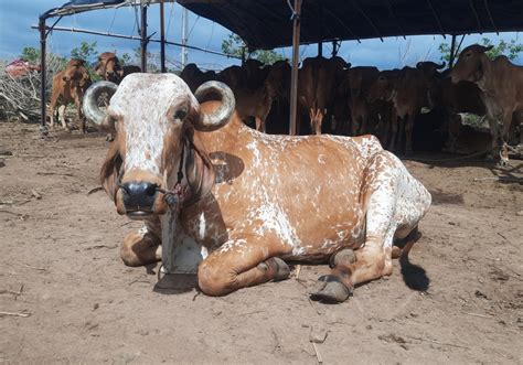 Quality A2 Desi Gir Cow Milk In Mumbai And Pune At Best Price