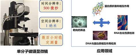 单分子磁镊显微镜 迈科技技术库