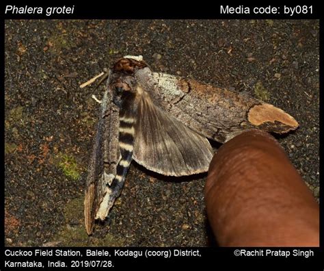 Phalera Grotei Moore 1859 Grotes Buff Tip Moths