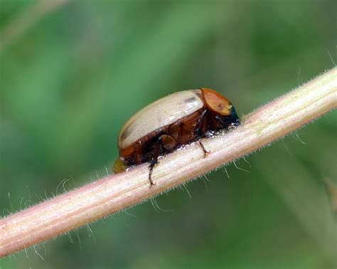 Cyclocephala Melanocephala Ecoregistros
