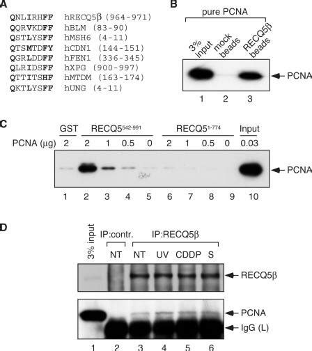 Interaction Between Recq5β And Pcna A The Putative Pcna Binding