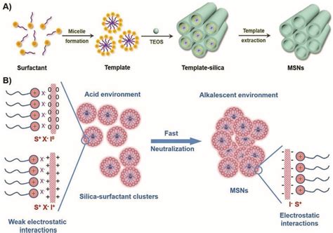 Schematic Of Substrate Assembly And Interactions In Different Download Scientific Diagram
