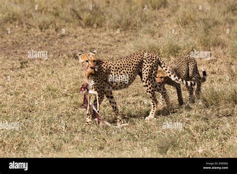 A Cheetah Acinonyx Jubatus With Her Cub Carries In Her Mouth A Juvenile Thomsons Gazelle