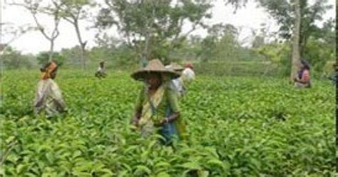 Sikkims Bamboo Hat Maker Jordan Lepcha To Receive Padma Shri Award