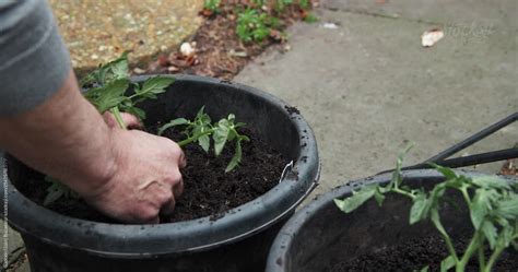 Planting Tomato Plants By Stocksy Contributor Gabi Bucataru Stocksy