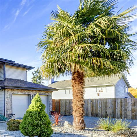 Windmill Palm Tree Cold Hardy Tropical Beauty For Any Climate