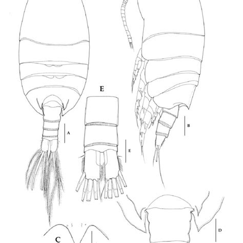 Genital Structure Of Calanoid Copepod Female A Dorsal View B Download Scientific Diagram