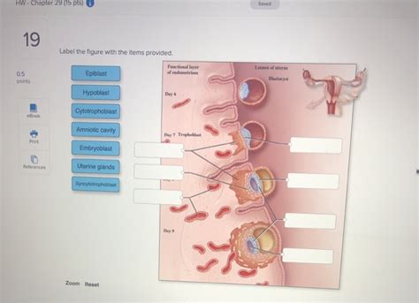 Solved HW Chapter Pts Saved Label The Figure Chegg Com