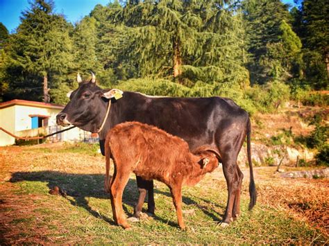 Uttarakhand Plans Genetic Enhancement Of Its Indigenous Badri Cow The