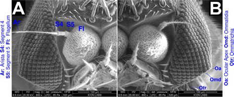 A Complete Morphological Characterization Of All Life Stages Of The