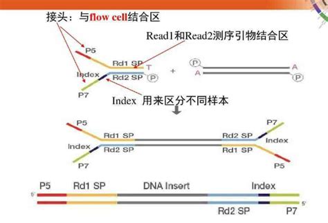 高通量测序的数据处理与分析指北 一 知乎