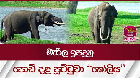 මැරිල ඉපදුනු පොඩි දල පූට්ටුවා කෝලිය Discover Sri Lanka Rupavahini News Youtube