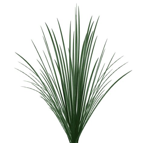Grass With Flowers Top View