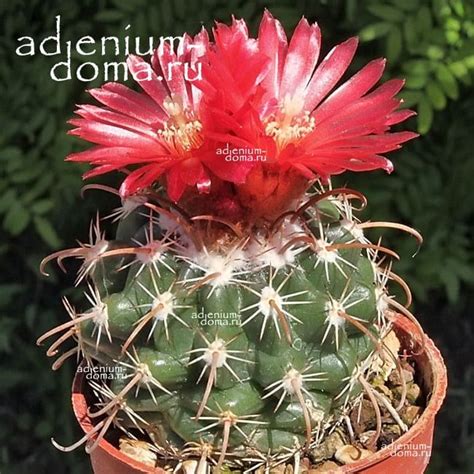 Parodia Culpinensis Пародия купить 3 семени C доставкой почтой 🌸 Адениум дома