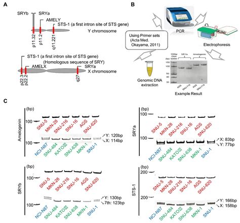 PCR Analysis Of Sex Linked Genes In GC Cell Lines A Relative Download Scientific Diagram