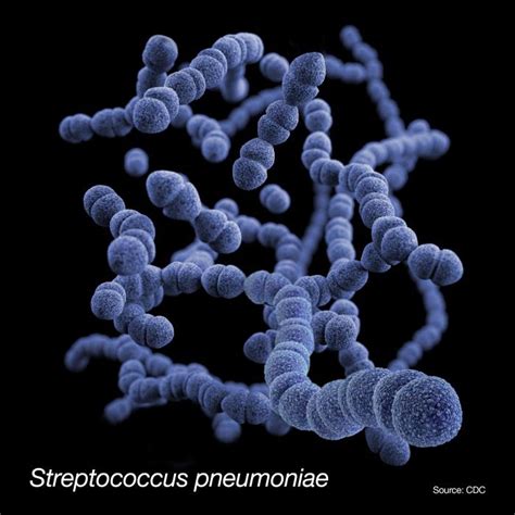 Do Asymptomatic Adults Harbor Strep Microbiology