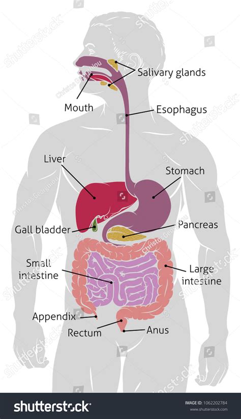 Human Gut Diagram Interactive Guide To The Digestive System
