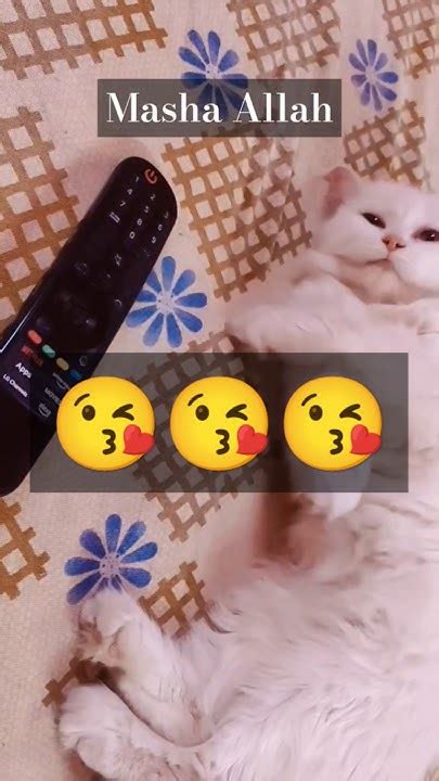 Playing Cute Cat Shortvideo Youtube