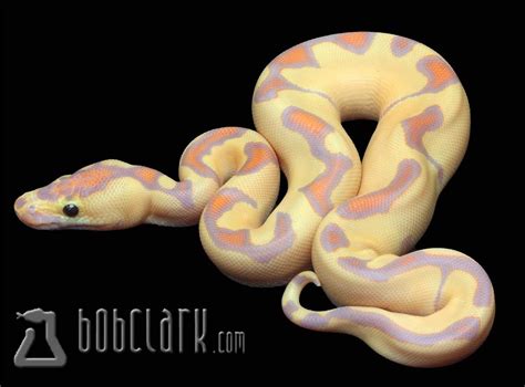 Banana Enchi Blade Clown Ball Python By Wilbanks Captive Bred Reptiles Artofit